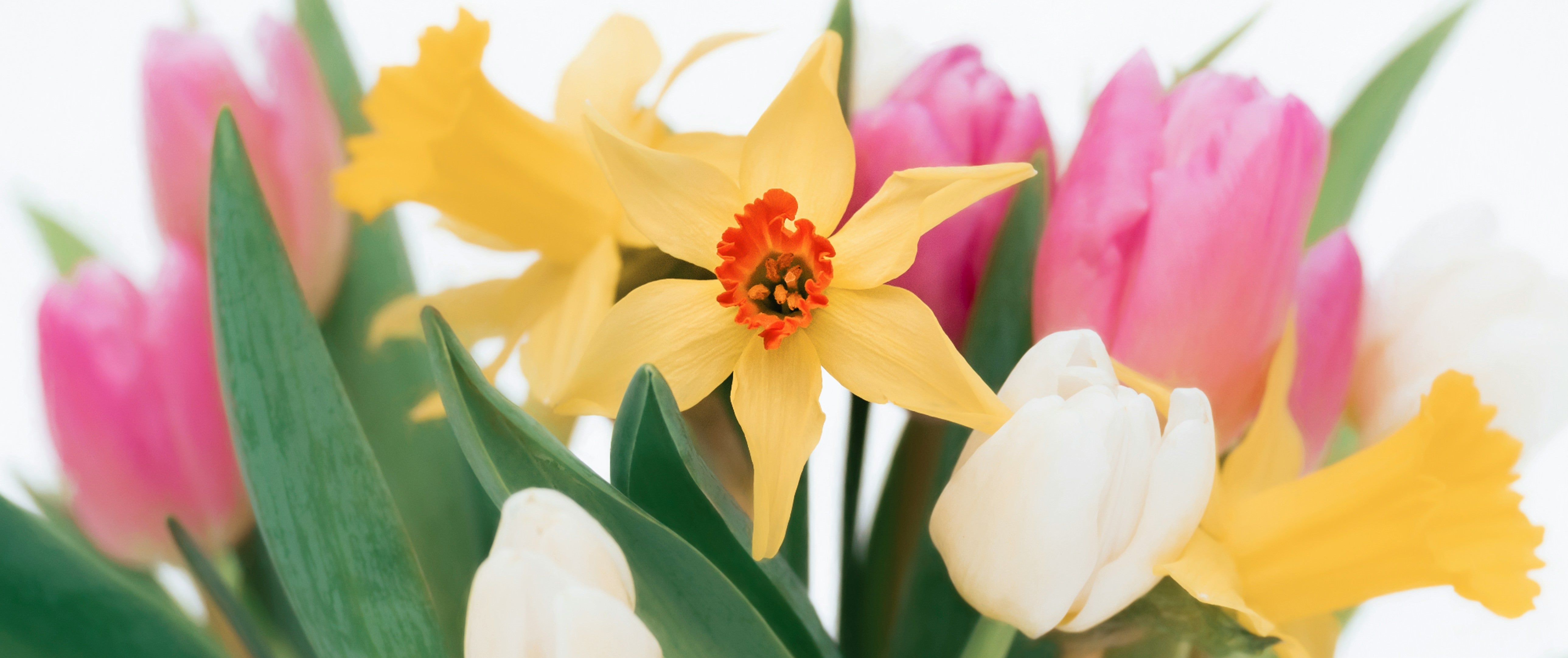 Easter & Passover Flowers Lachine | Edgewood Florist